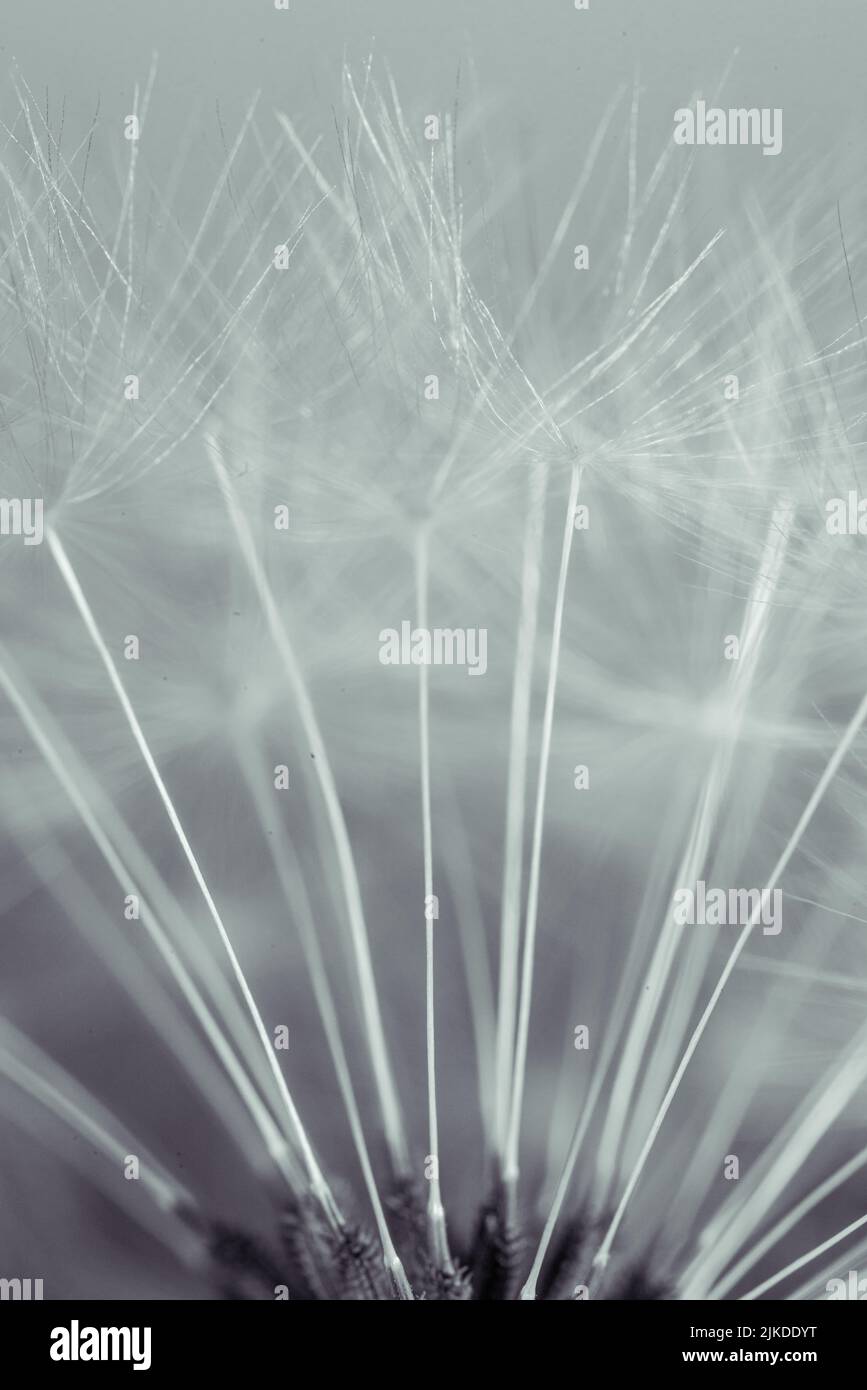 A vertical closeup shot of delicate dandelion fluff seeds growing with ...