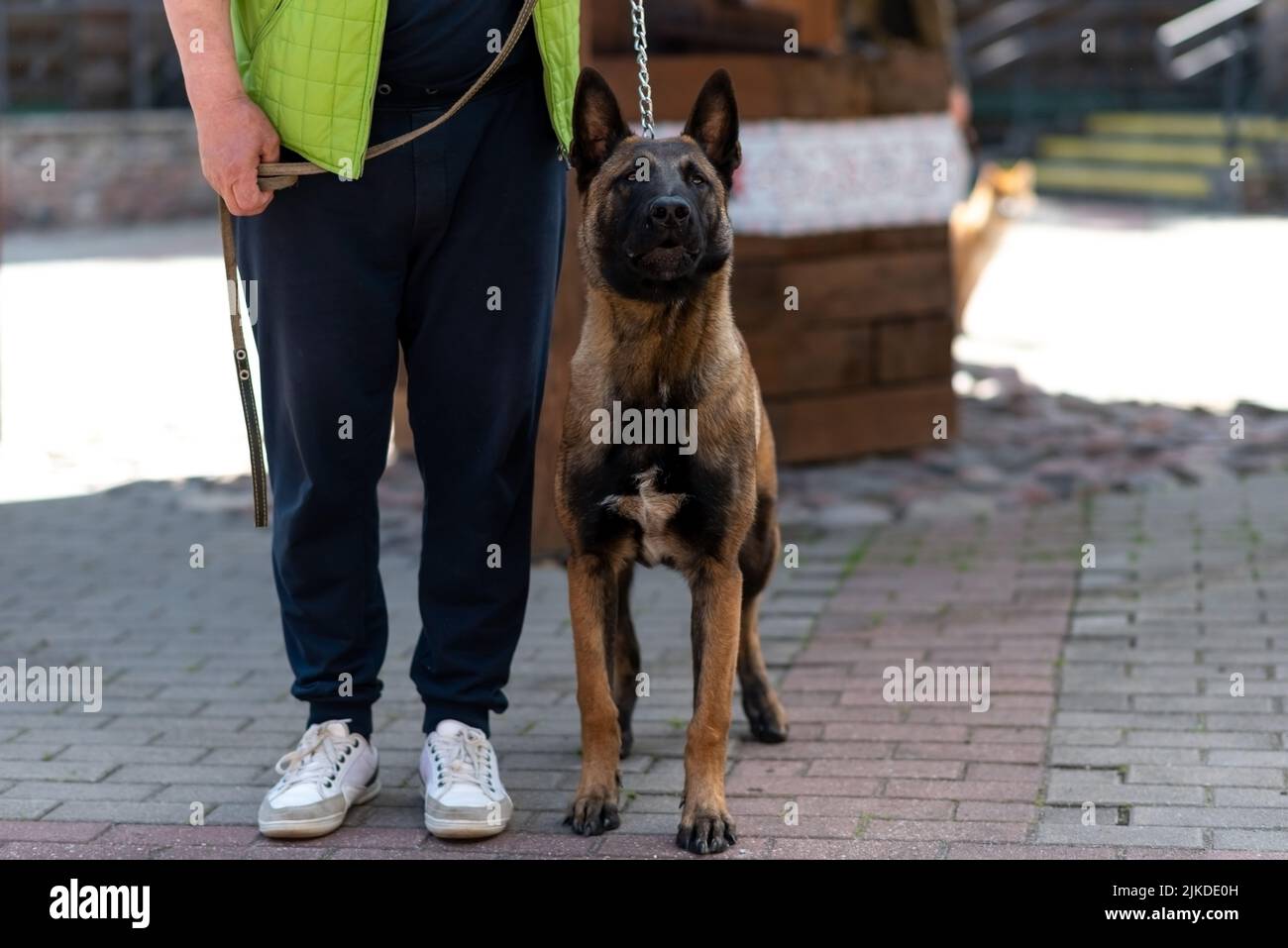 Belgium shepherd dog angry hi-res stock photography and images - Alamy
