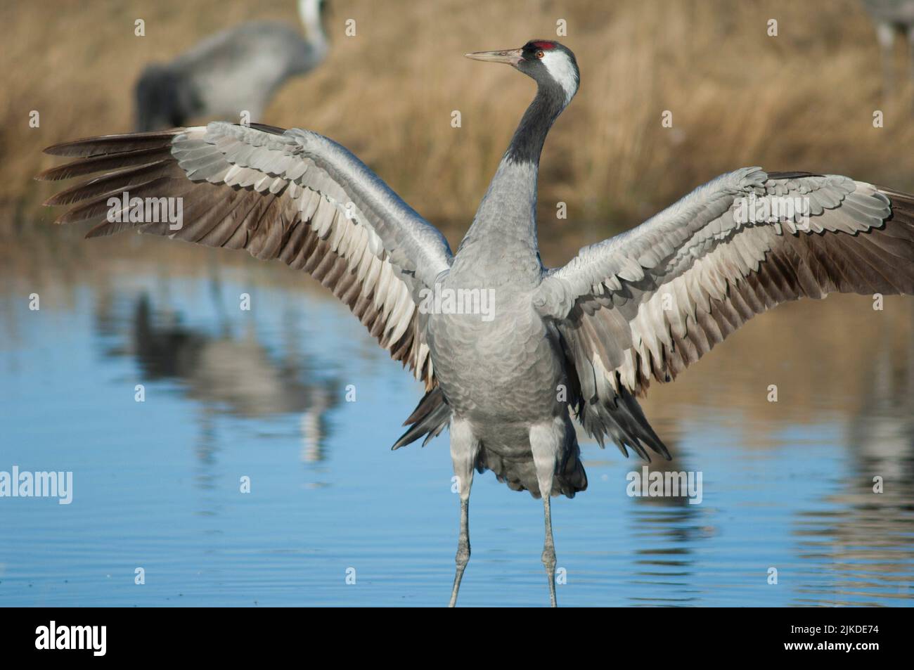 Common crane (Grus grus) spreading its wings. Gallocanta Lagoon Natural Reserve. Aragon. Spain ...