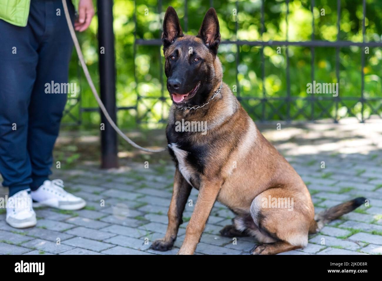 Belgian Shepherd, Malinois, on the street in the city. High quality photo Stock Photo - Alamy
