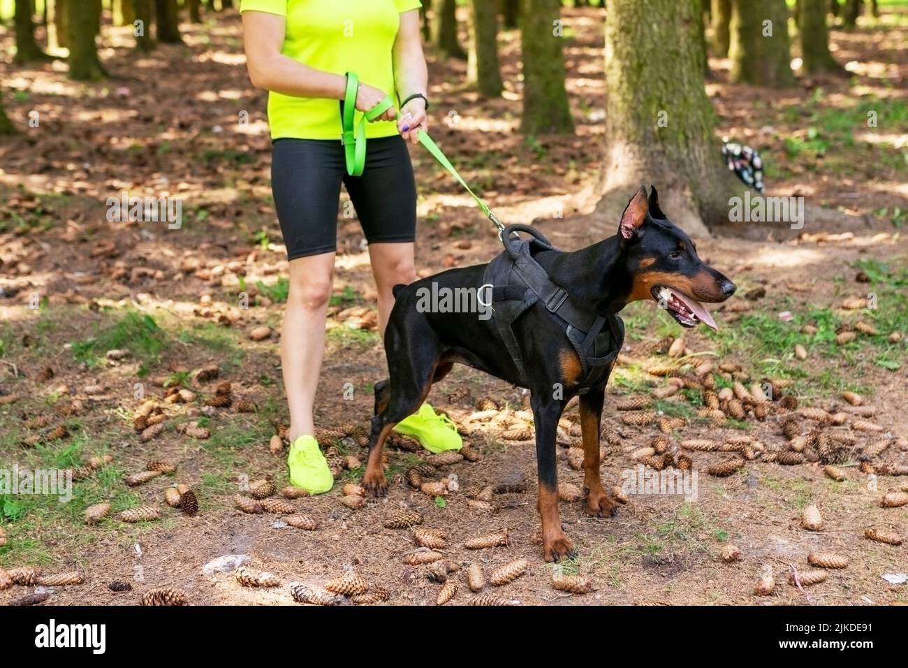 Doberman Attack Training
