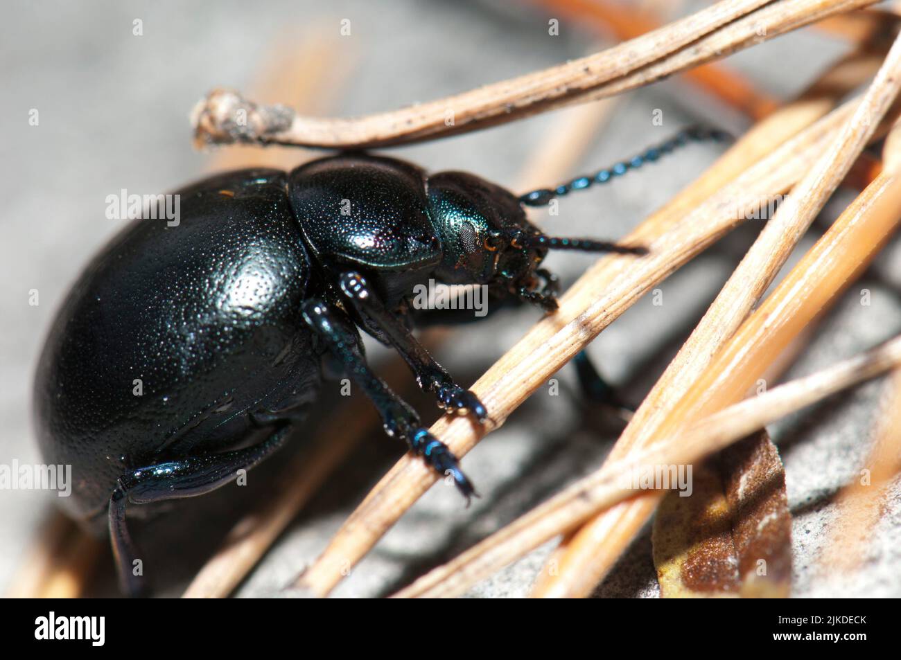 One beetle hi-res stock photography and images - Alamy