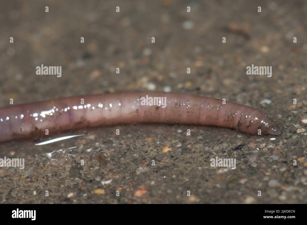 Worm colors hi-res stock photography and images - Alamy