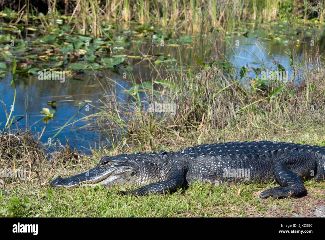 American alligator resting hi-res stock photography and images - Alamy