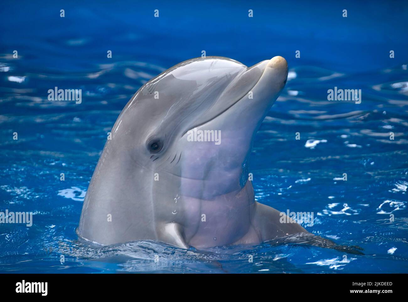 Dolphin head sea hi-res stock photography and images - Alamy