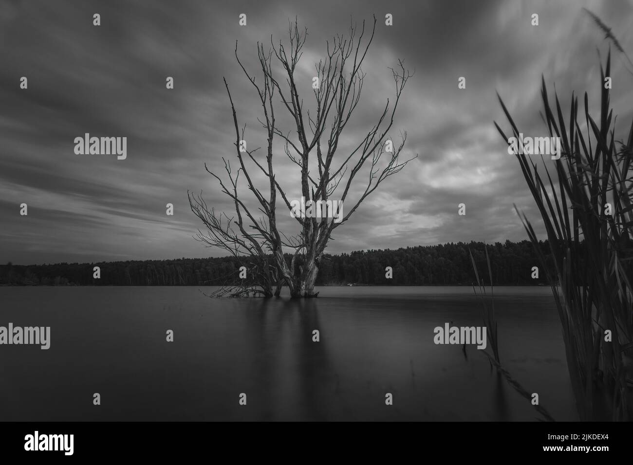 grayscale of a dead tree on the lake at long exposure Stock Photo - Alamy