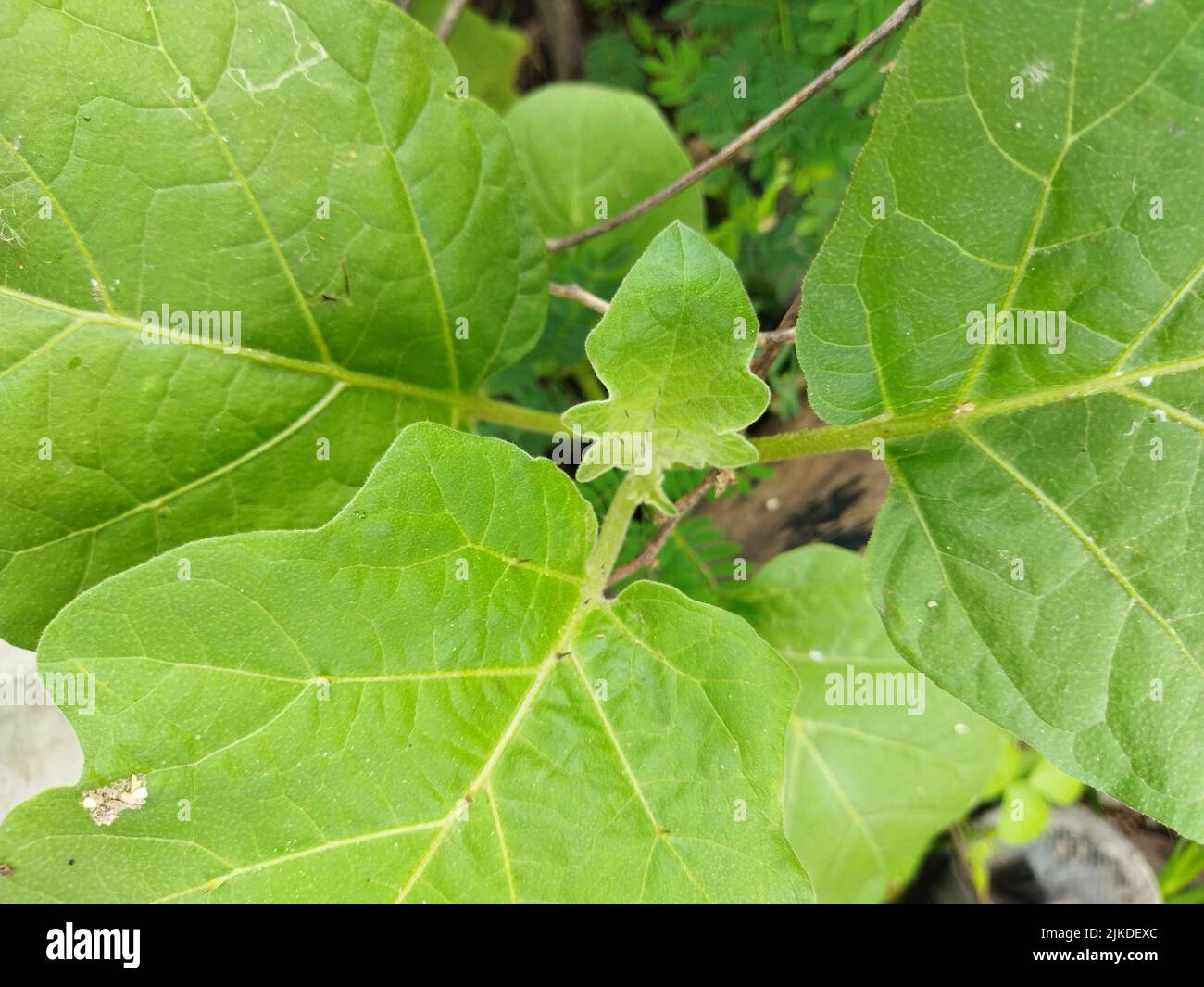 Eggplant insect hi-res stock photography and images - Alamy