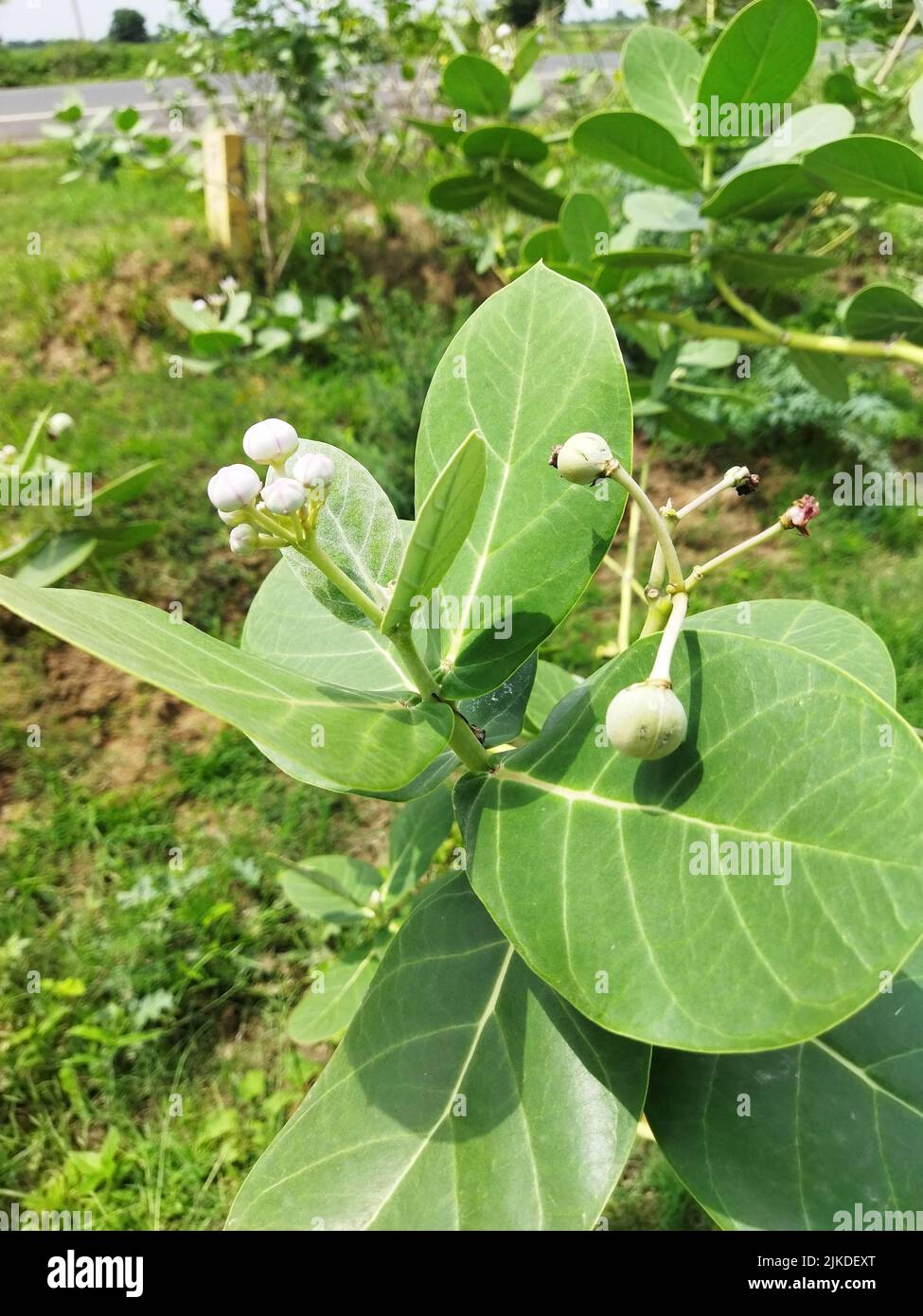 A Calotropis gigantea, the crown flower, a species of Giant Calotropis ...