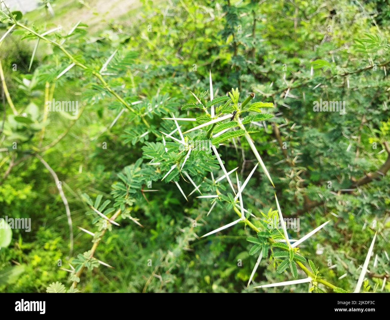 A babool tree branch with green leaves and thorns Stock Photo - Alamy