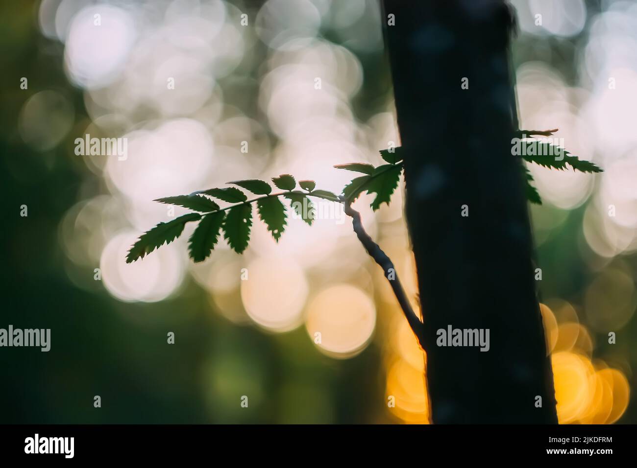 Landscape bokeh hi-res stock photography and images - Alamy