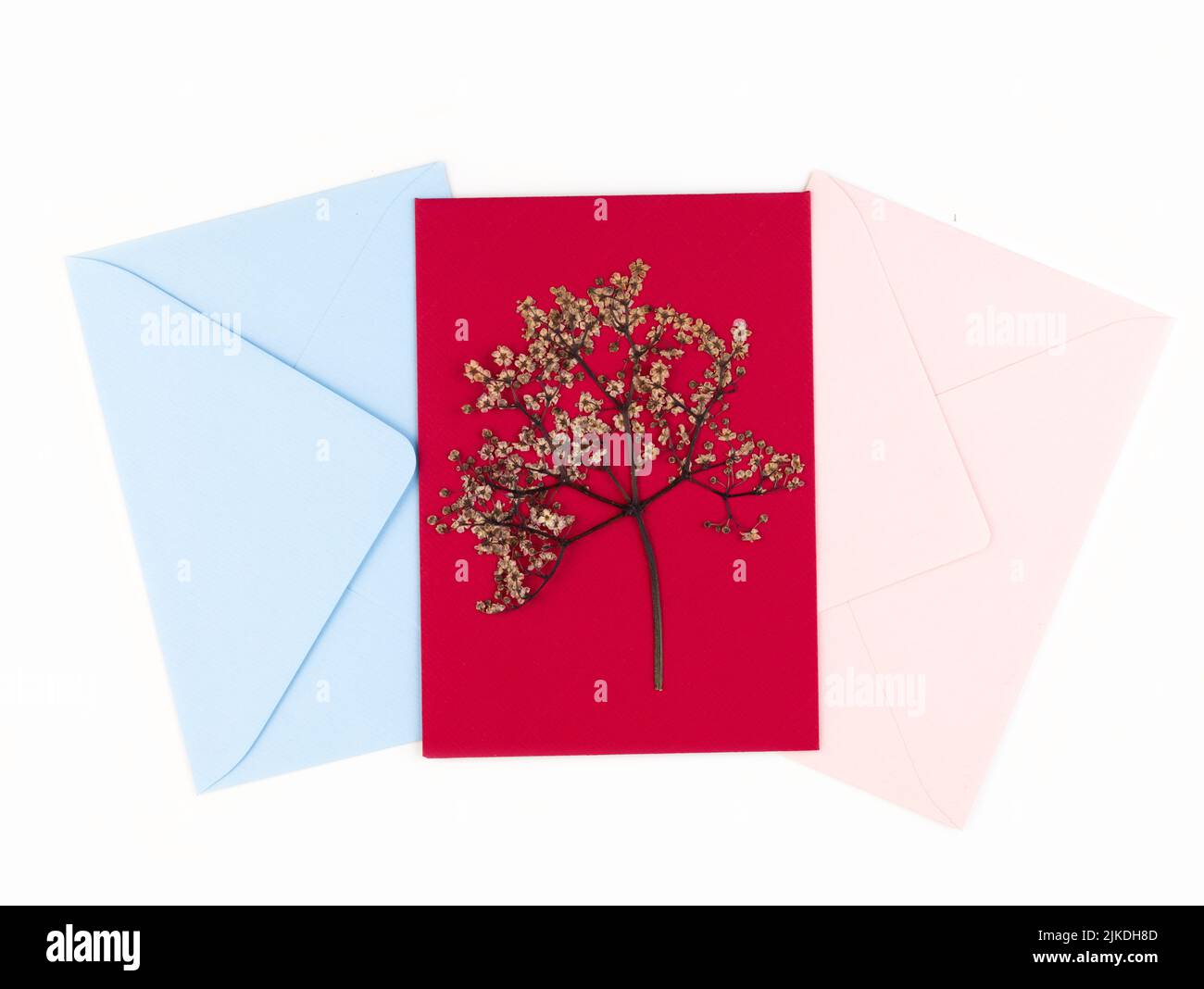 A dried pressed flower of a black lake elderberry on a red postcard and ...