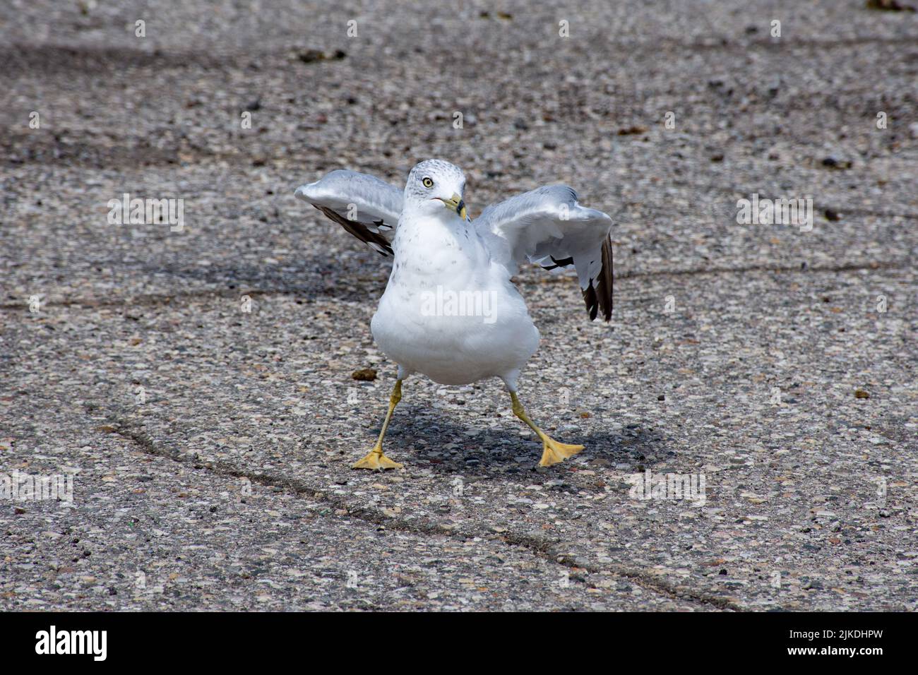 Open legs hi-res stock photography and images - Alamy