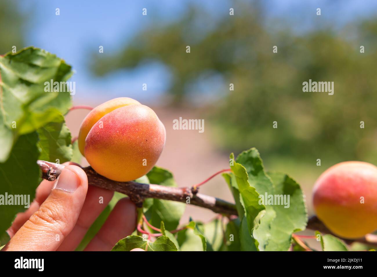 Apricot tree with apricots on the branch. Summer fruits. Woman holding ...