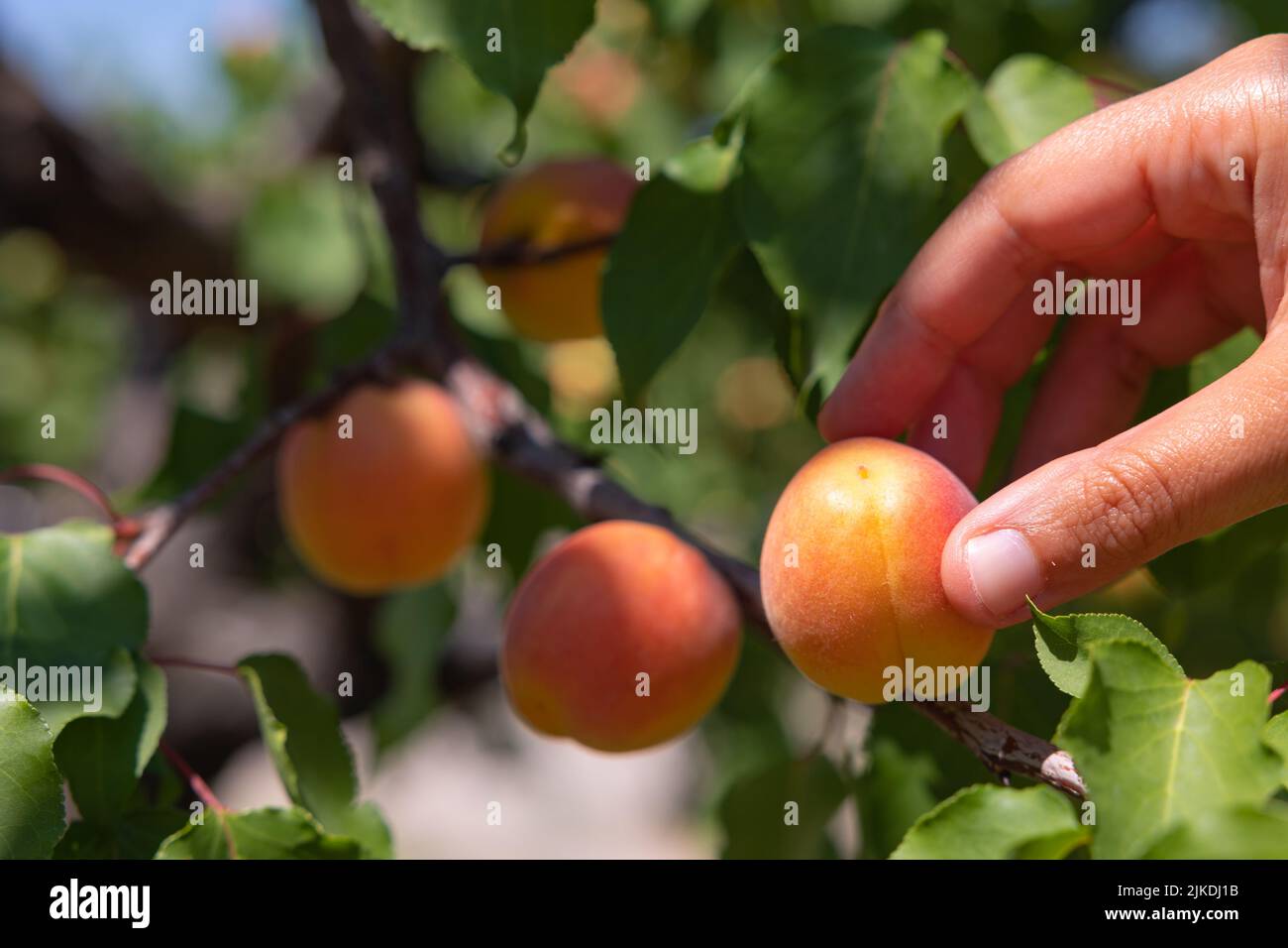 Apricot harvesting. Woman picking an apricot from a the tree. Raw ...