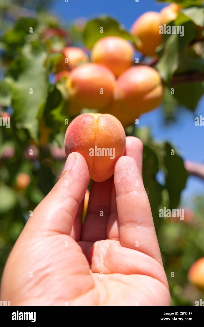 Food story hi-res stock photography and images - Alamy