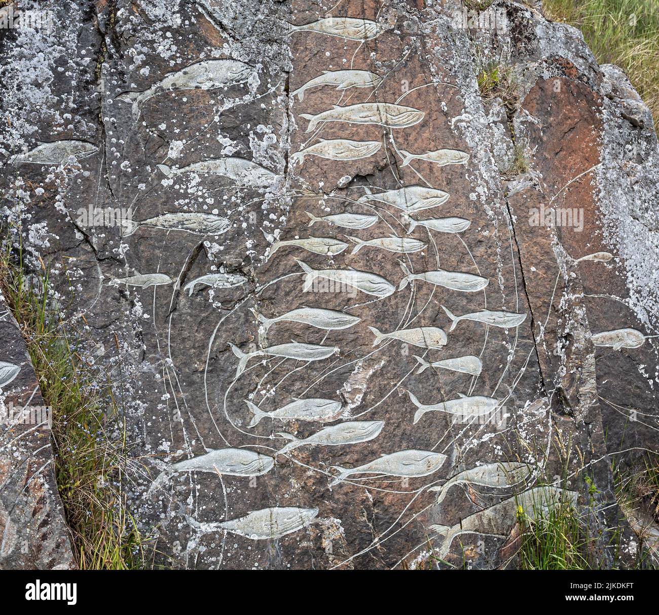 Multiple whales stone carvings in rock face in Qaqortoq, Greenland on ...
