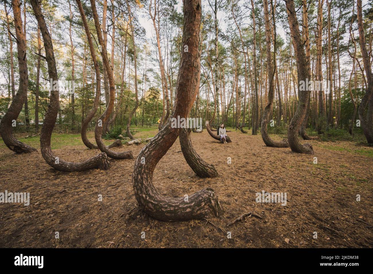 Crooked forest hi-res stock photography and images - Alamy