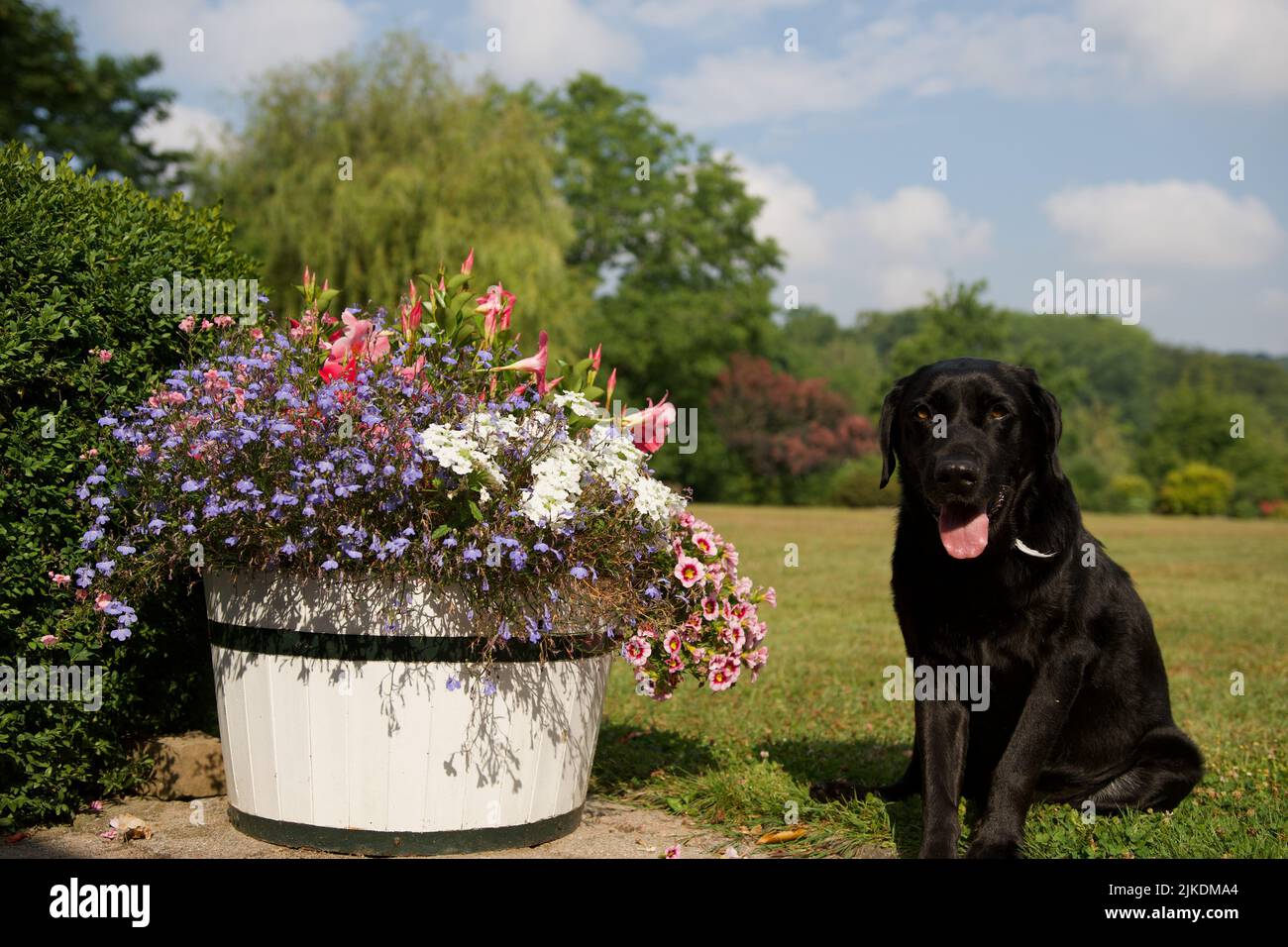 Black Labrador retriever dog sitting beside Wooden flower pot on a ...