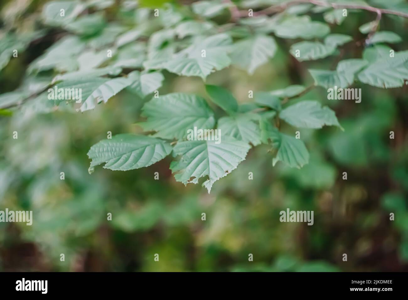 Green lime tree leaves in wild forest. Nature background Stock Photo ...