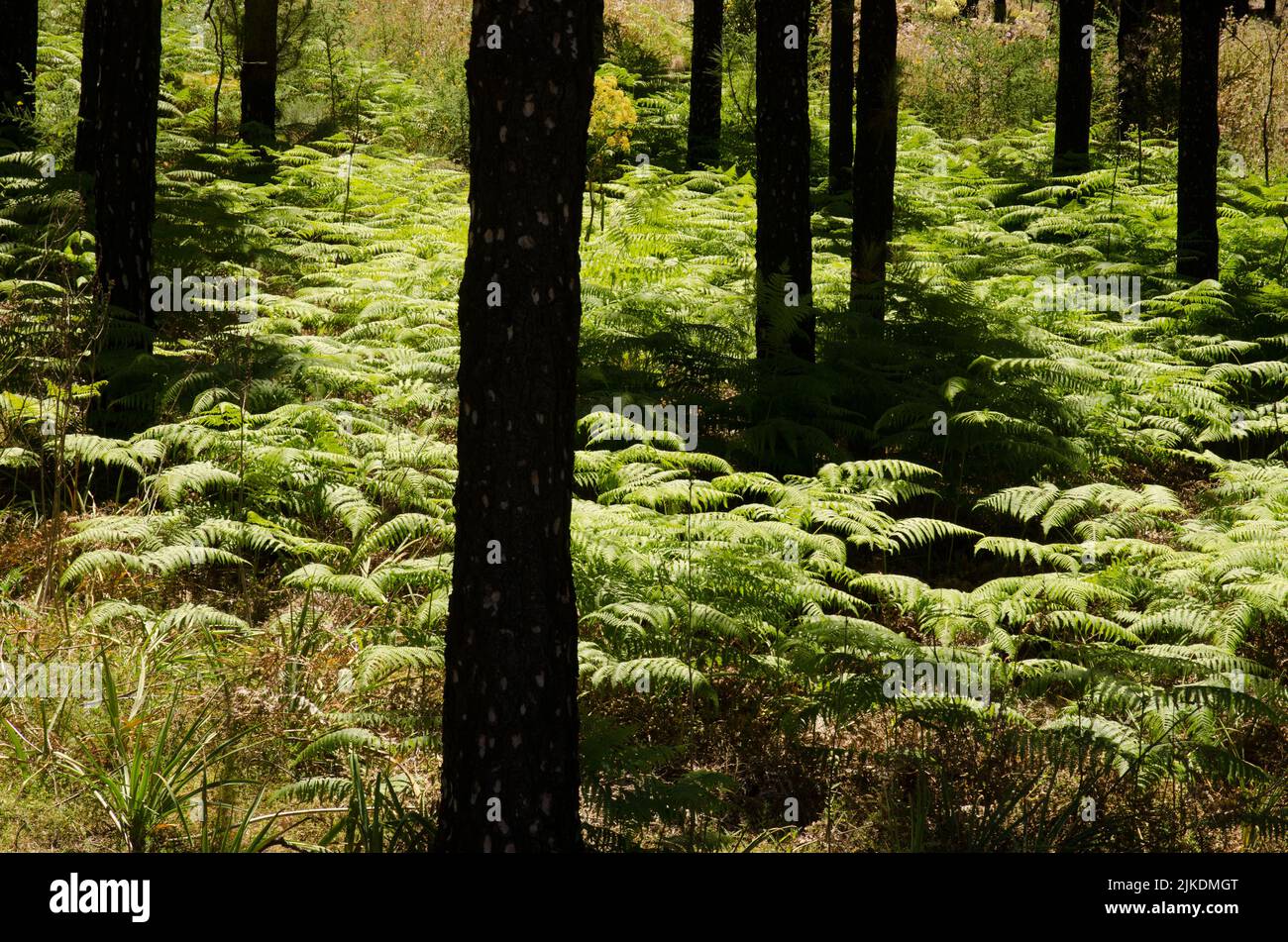 Forest of Canary Island pine Pinus canariensis and undergrowth of ...