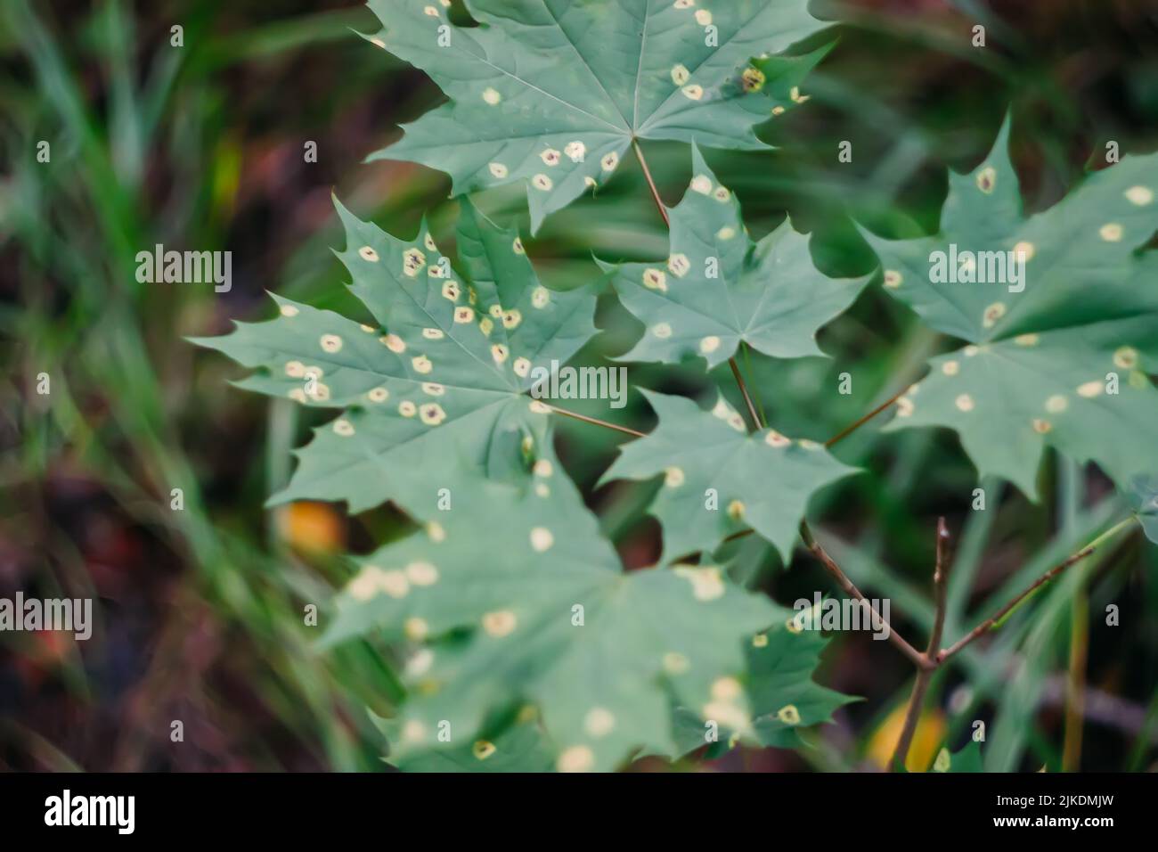 Green maple tree leaves in wild forest. Nature background Stock Photo ...