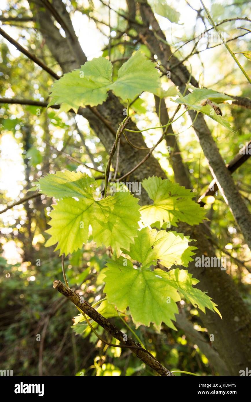 Vitis vinifera subsp vinifera hi-res stock photography and images - Alamy Vitis vinifera subsp vinifera hi-res stock photography and images - Alamy