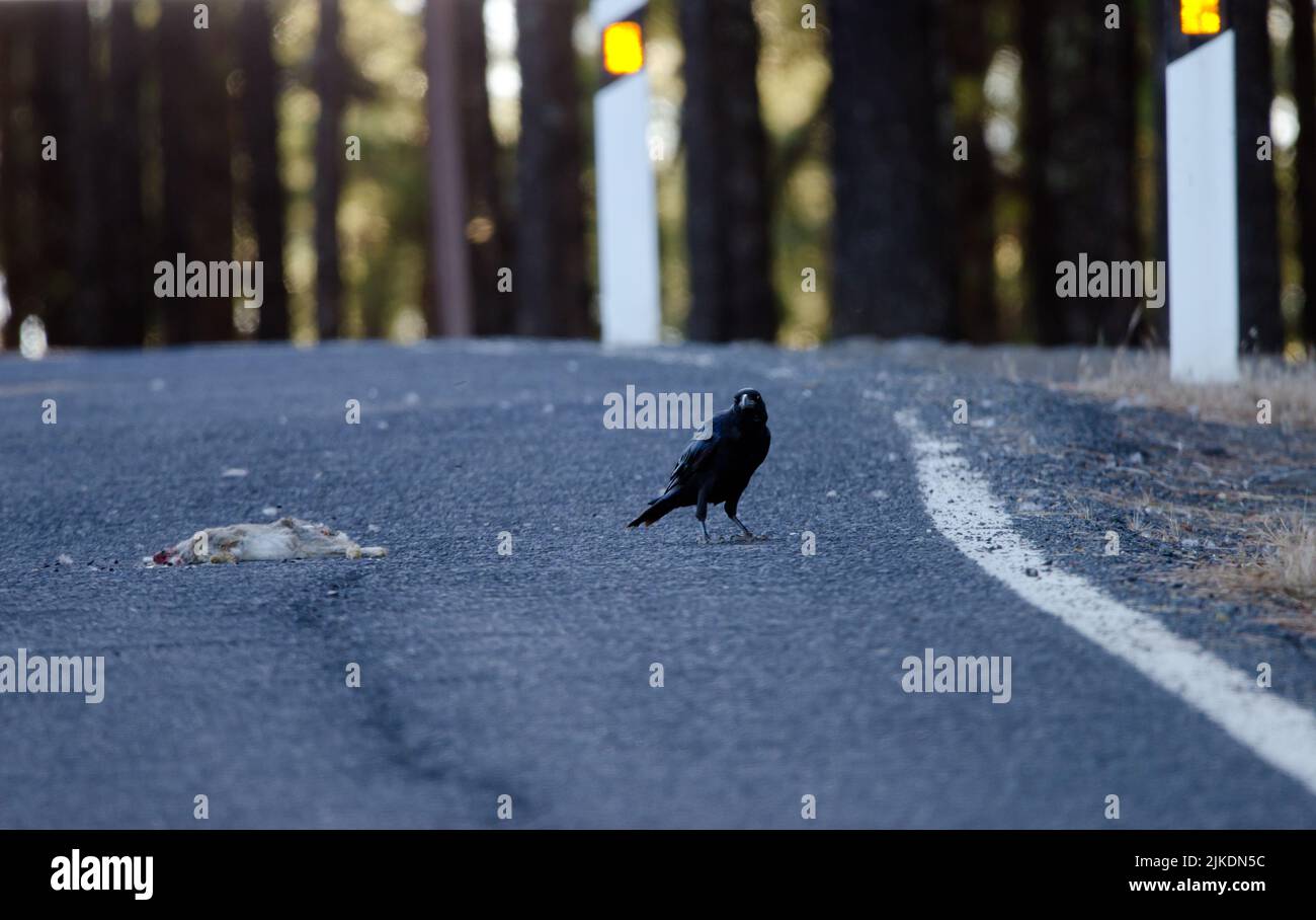 Canary Islands raven Corvus corax canariensis next to a run over ...