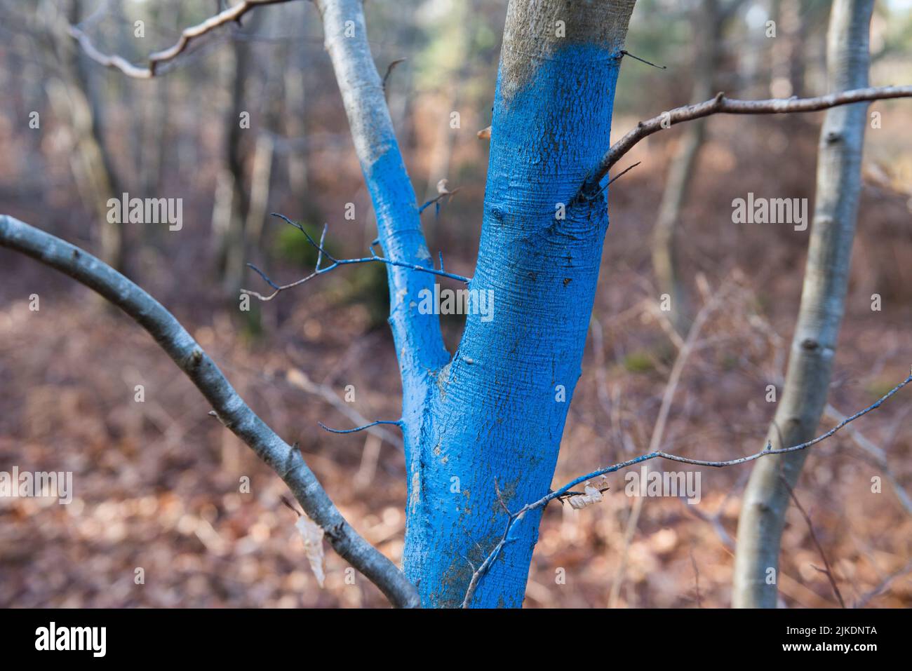 Blue paint marking hi-res stock photography and images - Alamy
