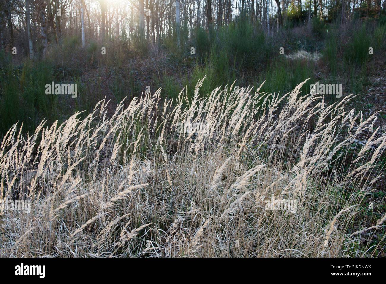 Small park grass hi-res stock photography and images - Alamy