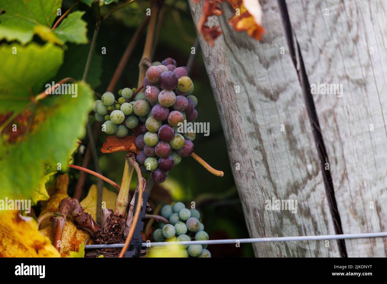 Veraison cynthiana hi-res stock photography and images - Alamy