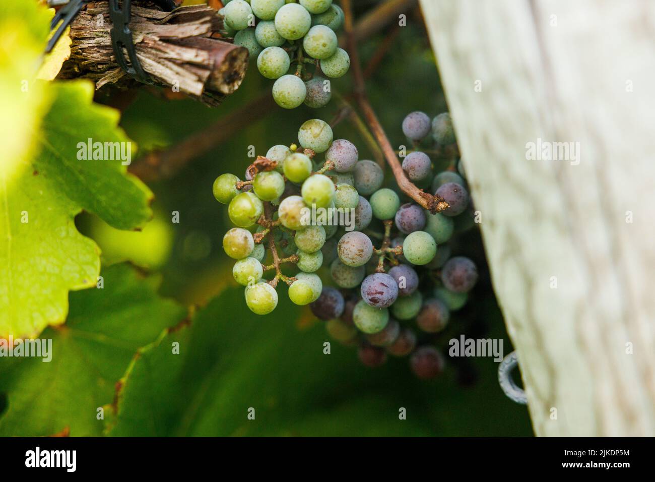 Veraison cynthiana hi-res stock photography and images - Alamy