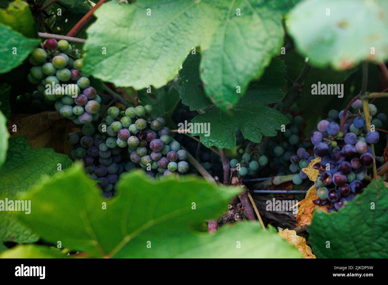 Veraison cynthiana hi-res stock photography and images - Alamy