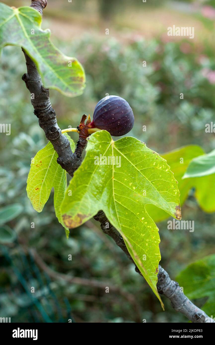 fig fruit growing on a fig tree Stock Photo - Alamy