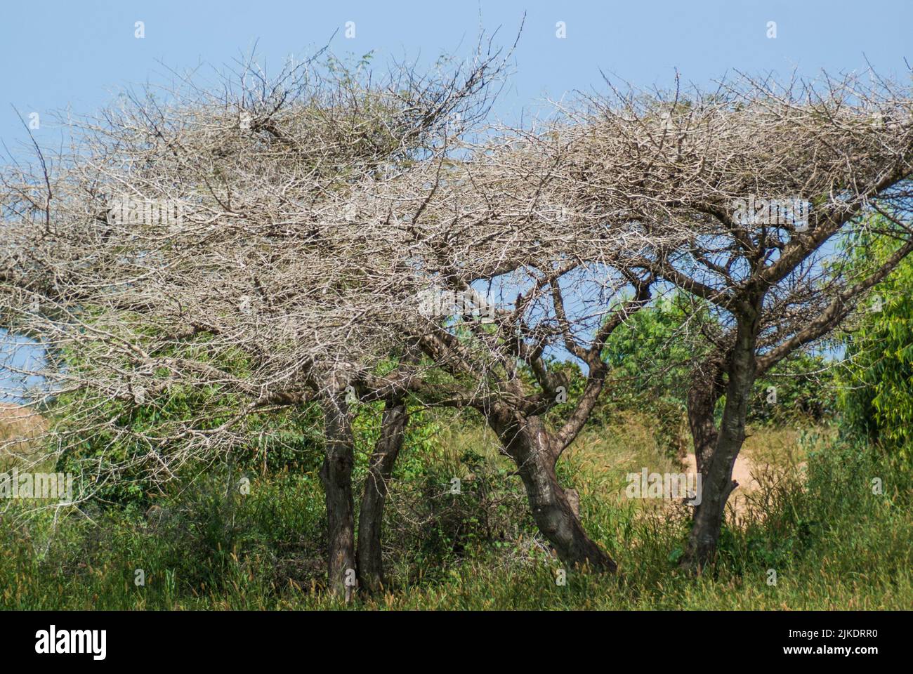 Senegal capital hi-res stock photography and images - Alamy