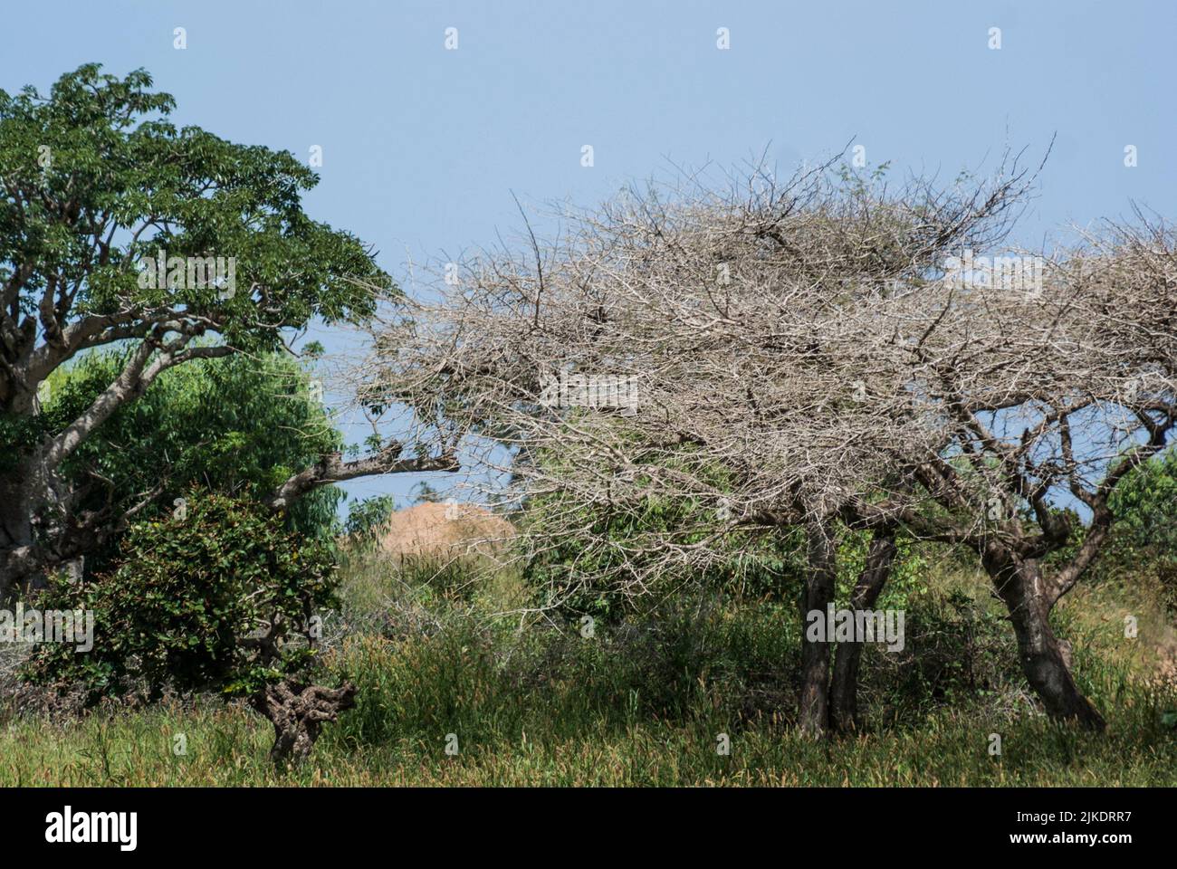 Senegal city hi-res stock photography and images - Alamy