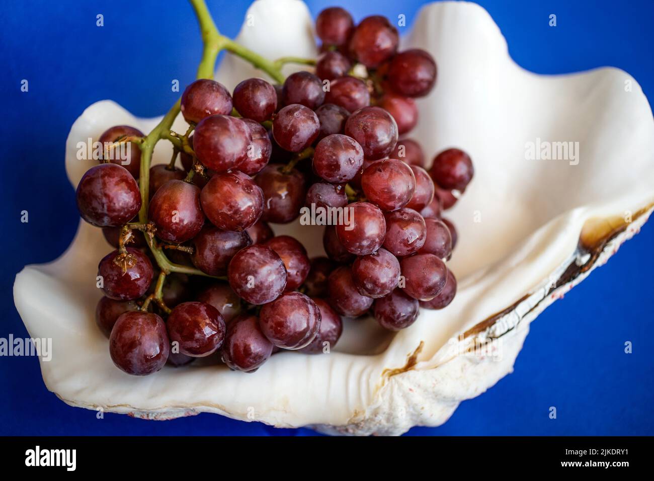 Tridacna shell hi-res stock photography and images - Alamy