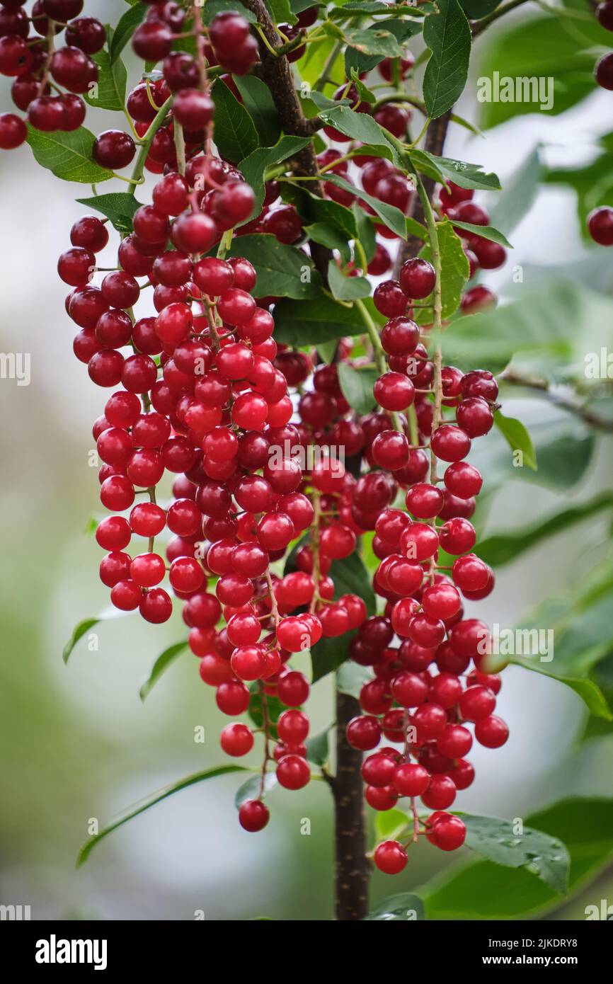 Bright red berry background green foliage Stock Photo - Alamy