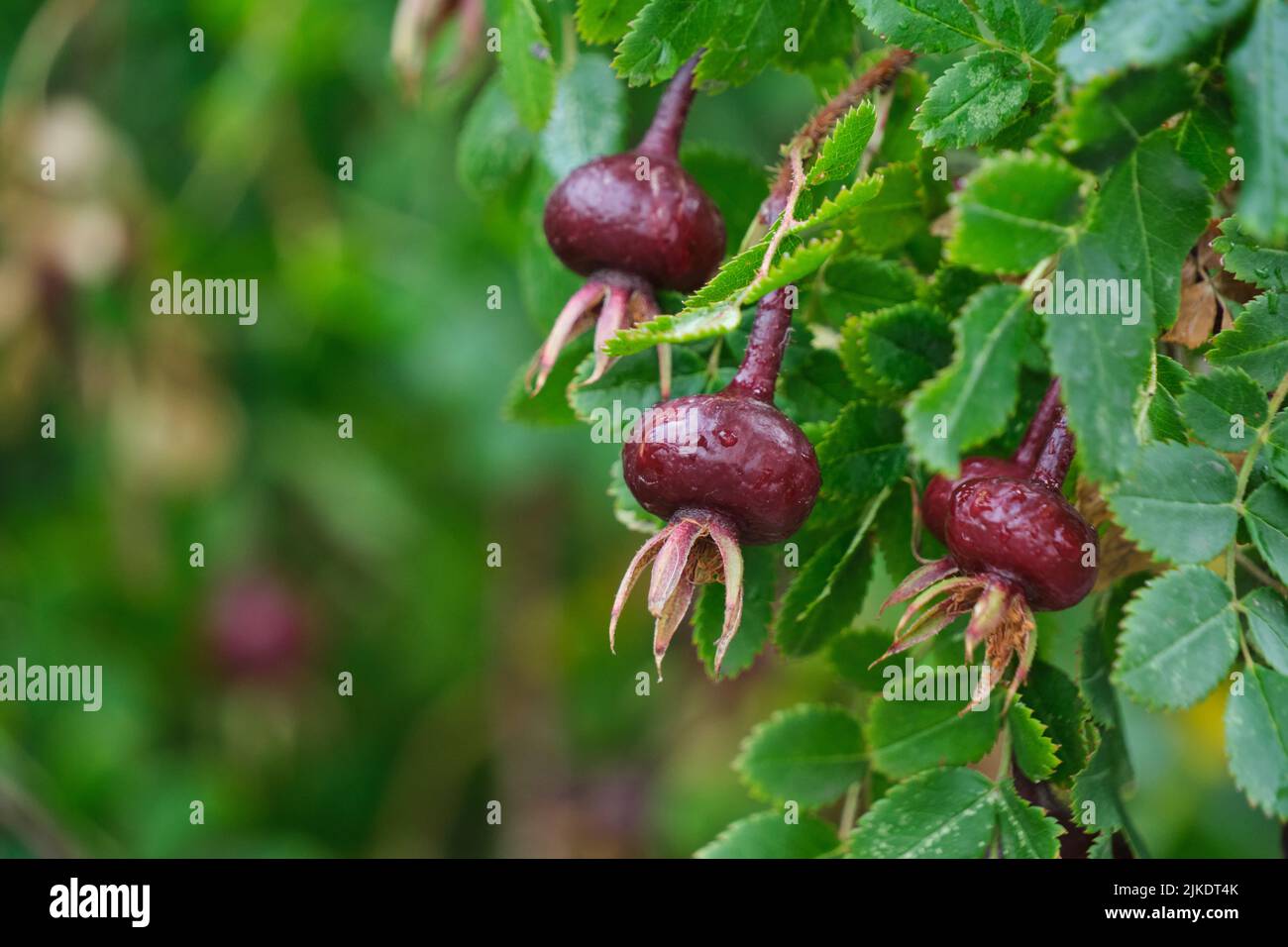 Rosehip fruits background green foliage Stock Photo - Alamy