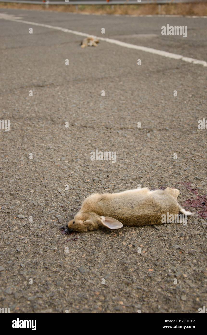 European rabbits Oryctolagus cuniculus run over. Las Cumbres Protected ...