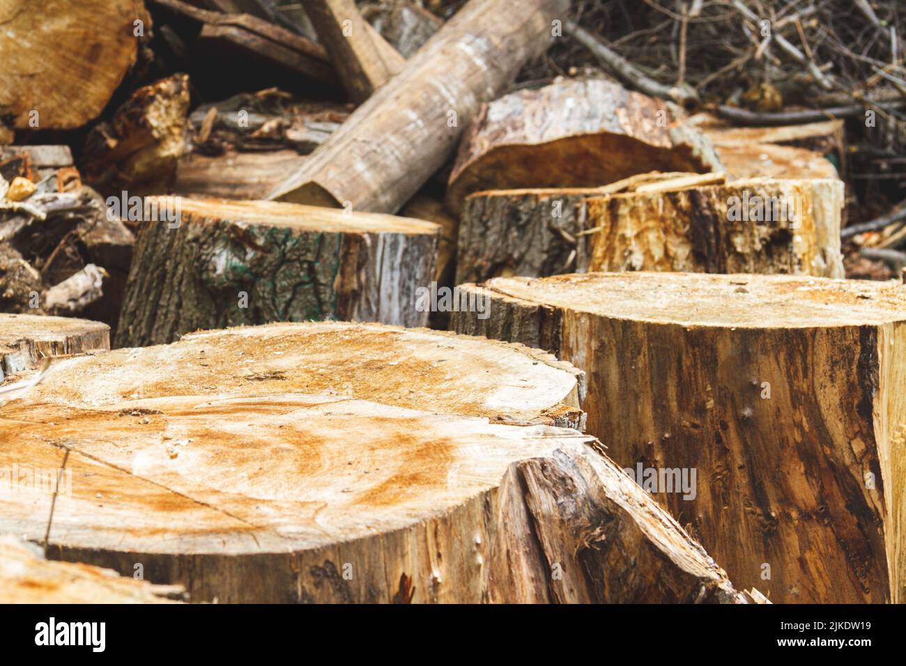 The problem of deforestation. Export of timber from the country ...