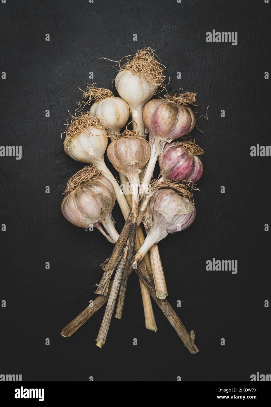Garlic bulbs with stems Stock Photo - Alamy