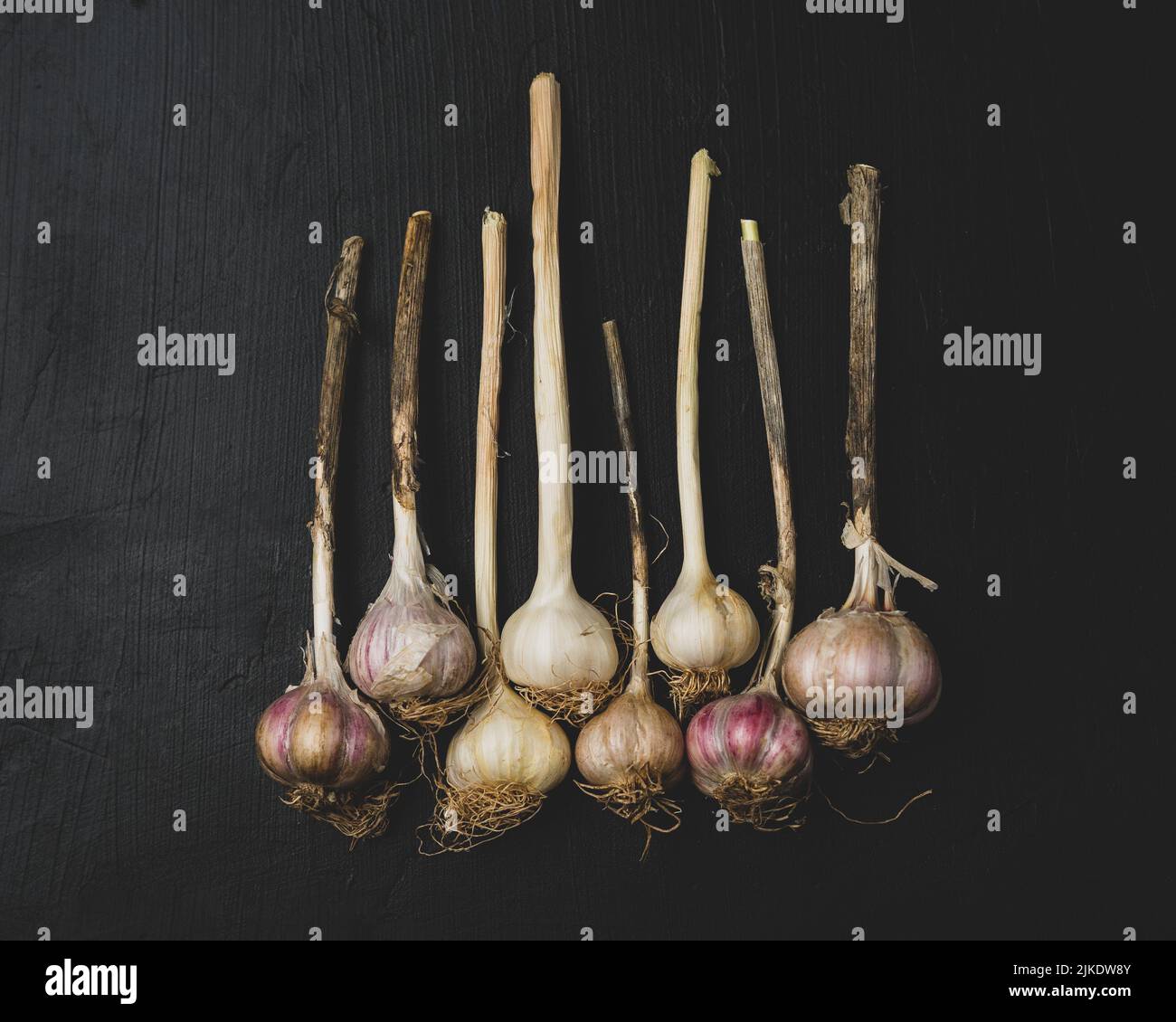 Garlic bulbs with stems Stock Photo - Alamy
