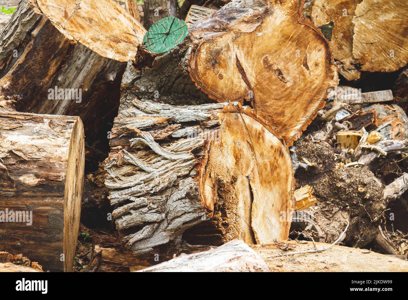 The problem of deforestation. Export of timber from the country ...