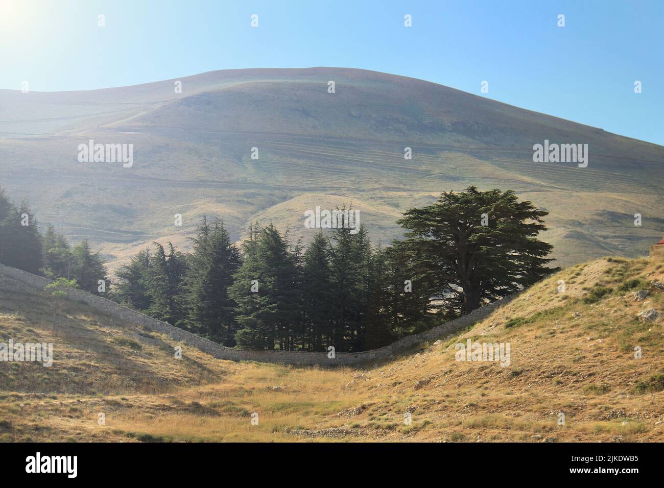 The cedars of the Lord in Arez, Lebanon Stock Photo - Alamy