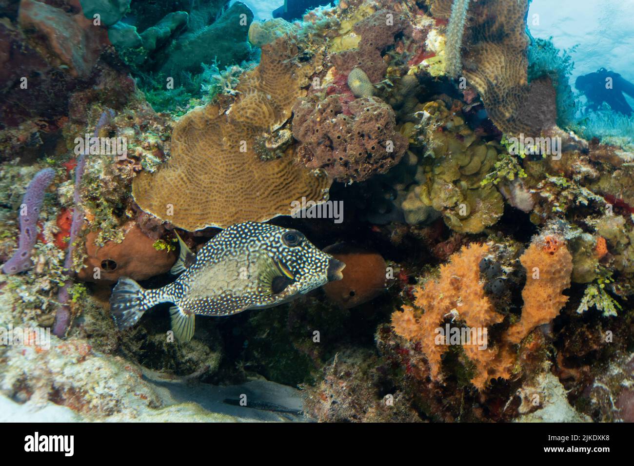 Boxfish species hi-res stock photography and images - Alamy