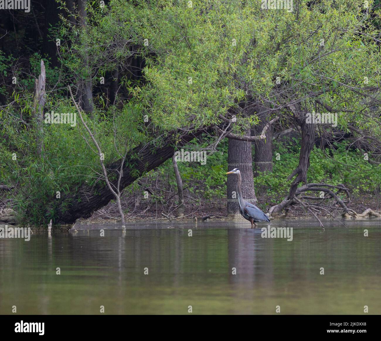 Great blue heron out in the early moring at North Carolina's Jordan ...