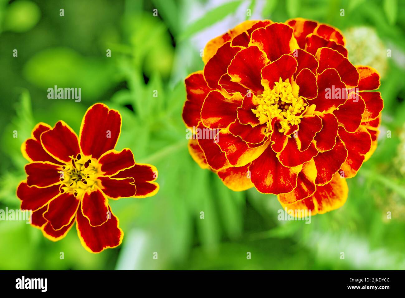Odour flower hi-res stock photography and images - Alamy