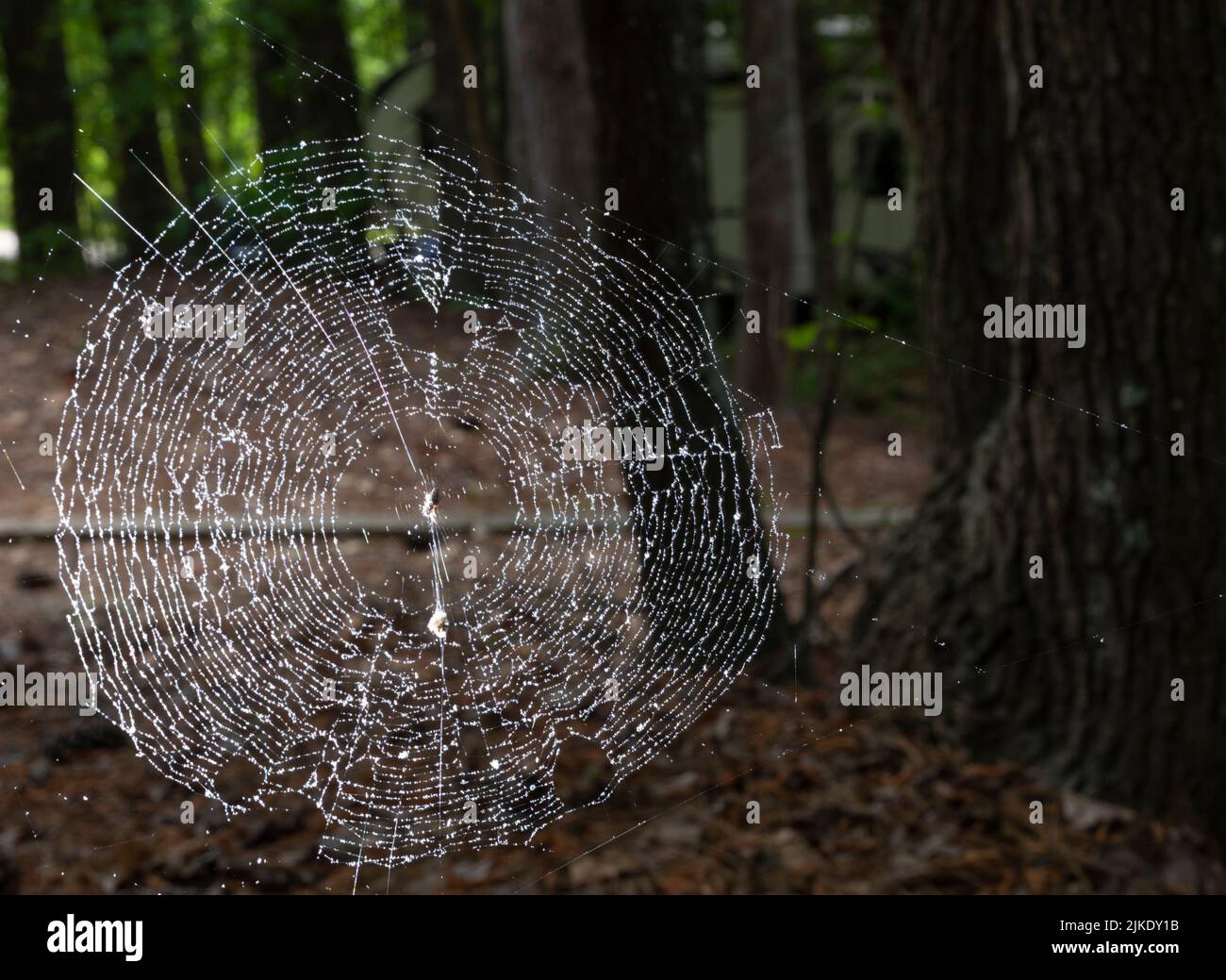 RV behind a bright spider web at a campsite Stock Photo - Alamy