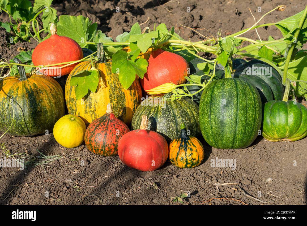 A bunch of different multi-colored pumpkins. Many pumpkins of different ...