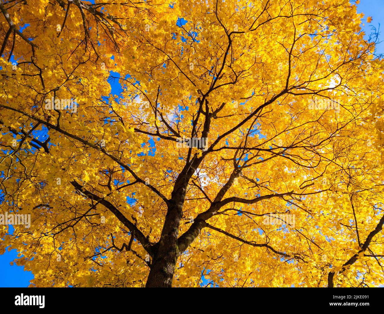 autumn vivid yellow maple tree on blue sky background - full frame ...
